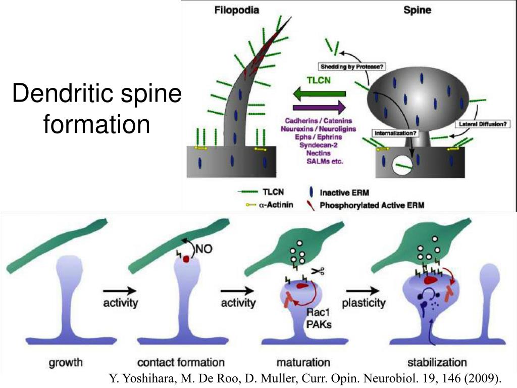 PPT - mTOR-Dependent Synapse Formation Underlies the Rapid ...