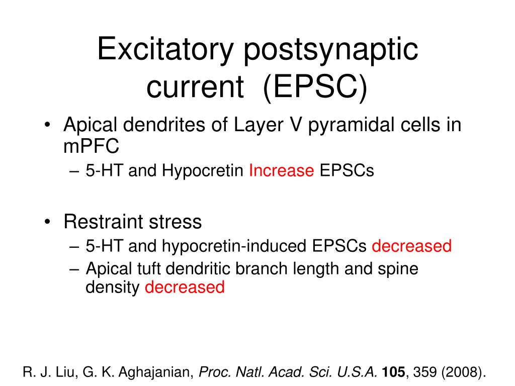 PPT - mTOR-Dependent Synapse Formation Underlies the Rapid ...