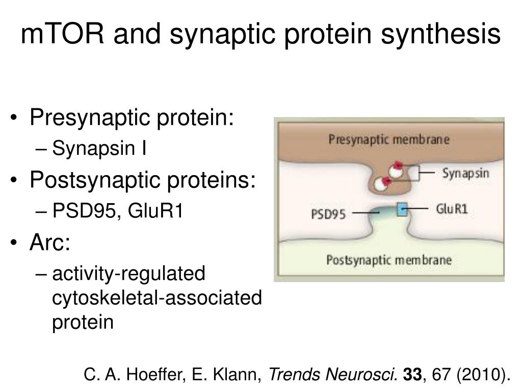 PPT - mTOR-Dependent Synapse Formation Underlies the Rapid ...