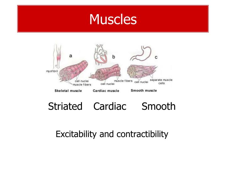 PPT - Muscles PowerPoint Presentation, free download - ID:3320044