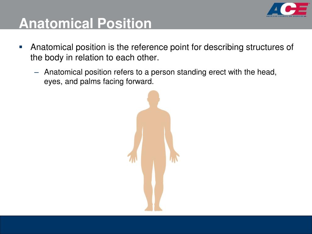 PPT - ACE’s Essentials of Exercise Science for Fitness Professionals ...