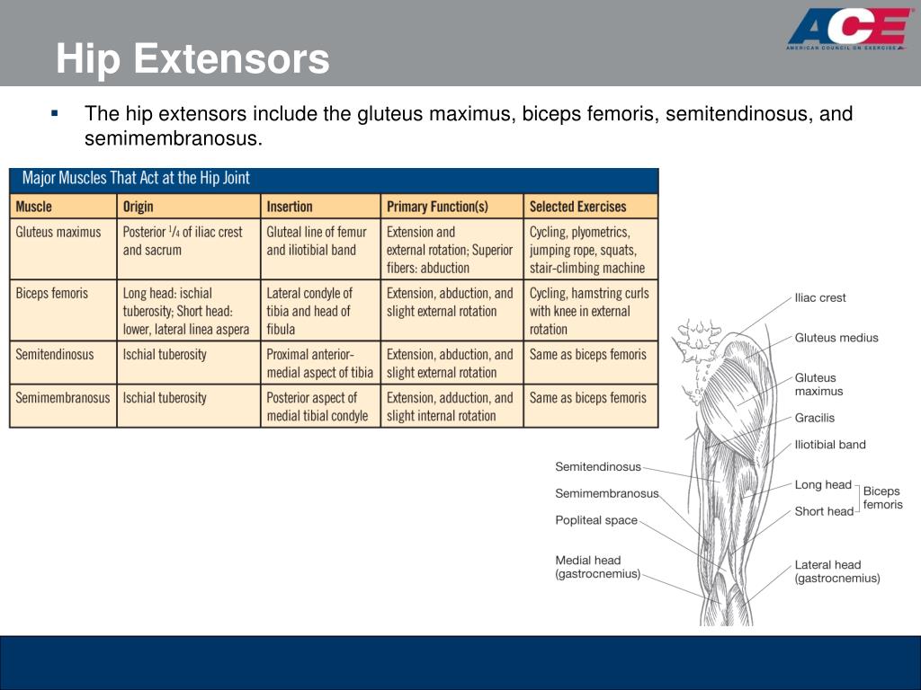 PPT - ACE’s Essentials of Exercise Science for Fitness Professionals ...