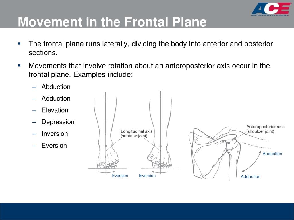 PPT - ACE’s Essentials of Exercise Science for Fitness Professionals ...