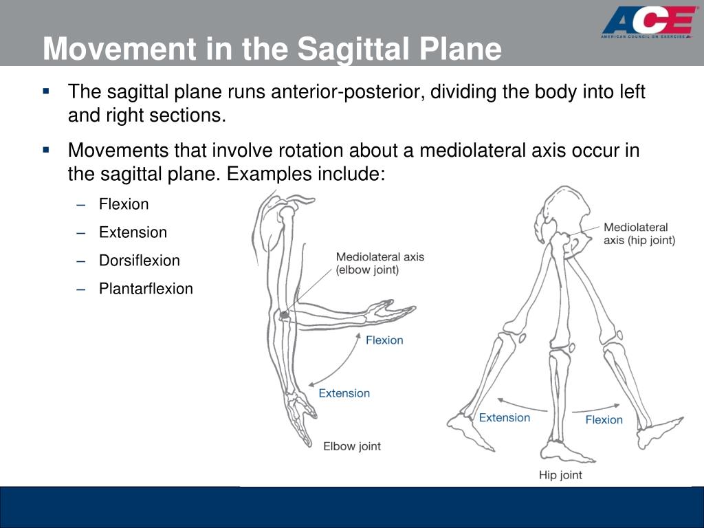 PPT - ACE’s Essentials of Exercise Science for Fitness Professionals ...