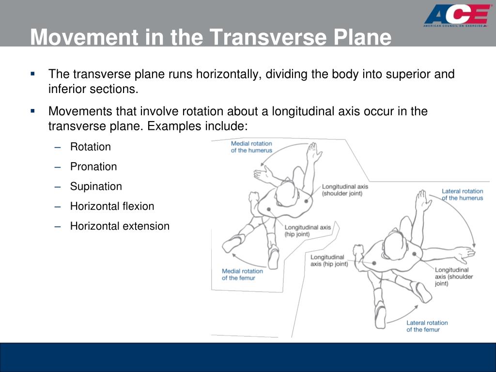 PPT - ACE’s Essentials of Exercise Science for Fitness Professionals ...