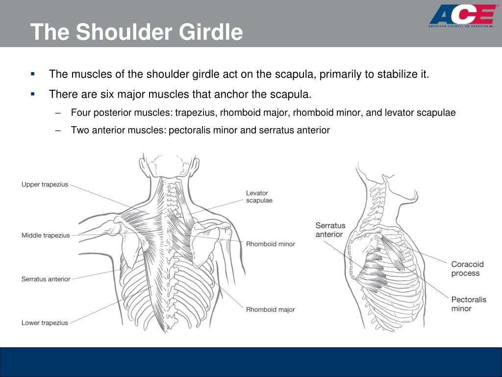 Shoulder Pectoral Girdle Muscles And Movements Human