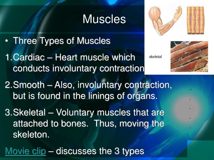 PPT - Muscles PowerPoint Presentation, free download - ID:3320393