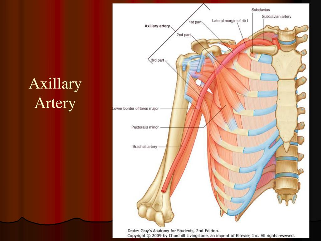 PPT - Blood Supply of the Upper Limb PowerPoint Presentation, free ...