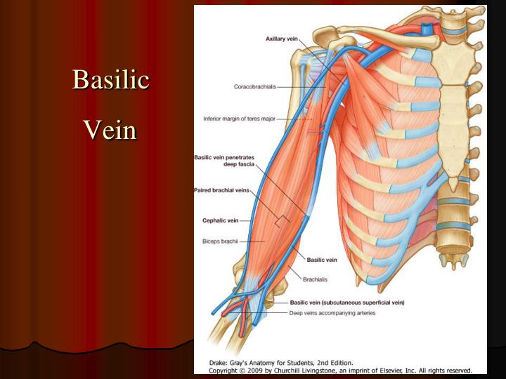 PPT - Blood Supply of the Upper Limb PowerPoint Presentation - ID:3321158