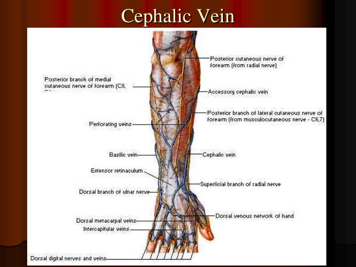 PPT - Blood Supply of the Upper Limb PowerPoint Presentation - ID:3321158