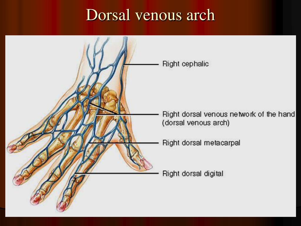 PPT - Blood Supply of the Upper Limb PowerPoint Presentation, free ...
