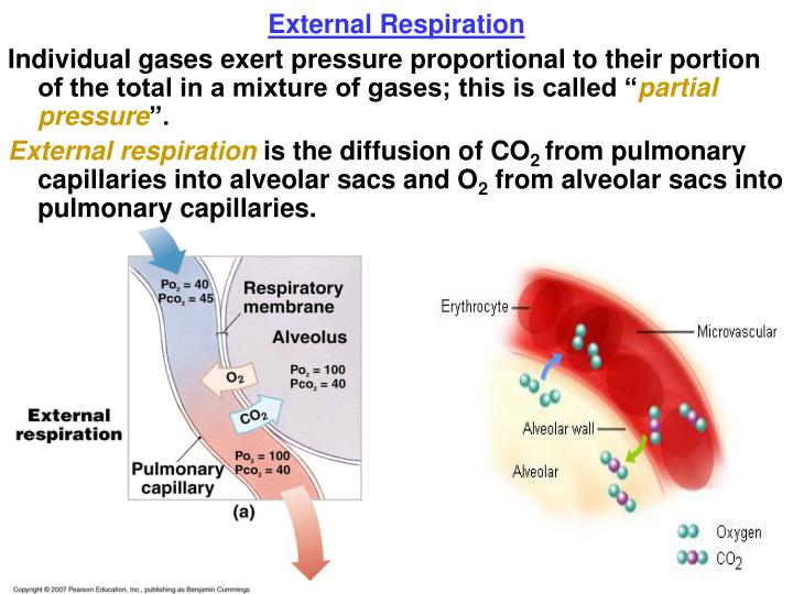 PPT - RESPIRATION Internal vs. external PowerPoint Presentation - ID ...