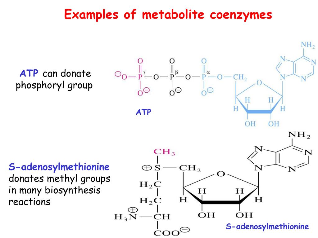 PPT - Isoenzymes. R ole of cofactors and coenzyme vitamins in the ...