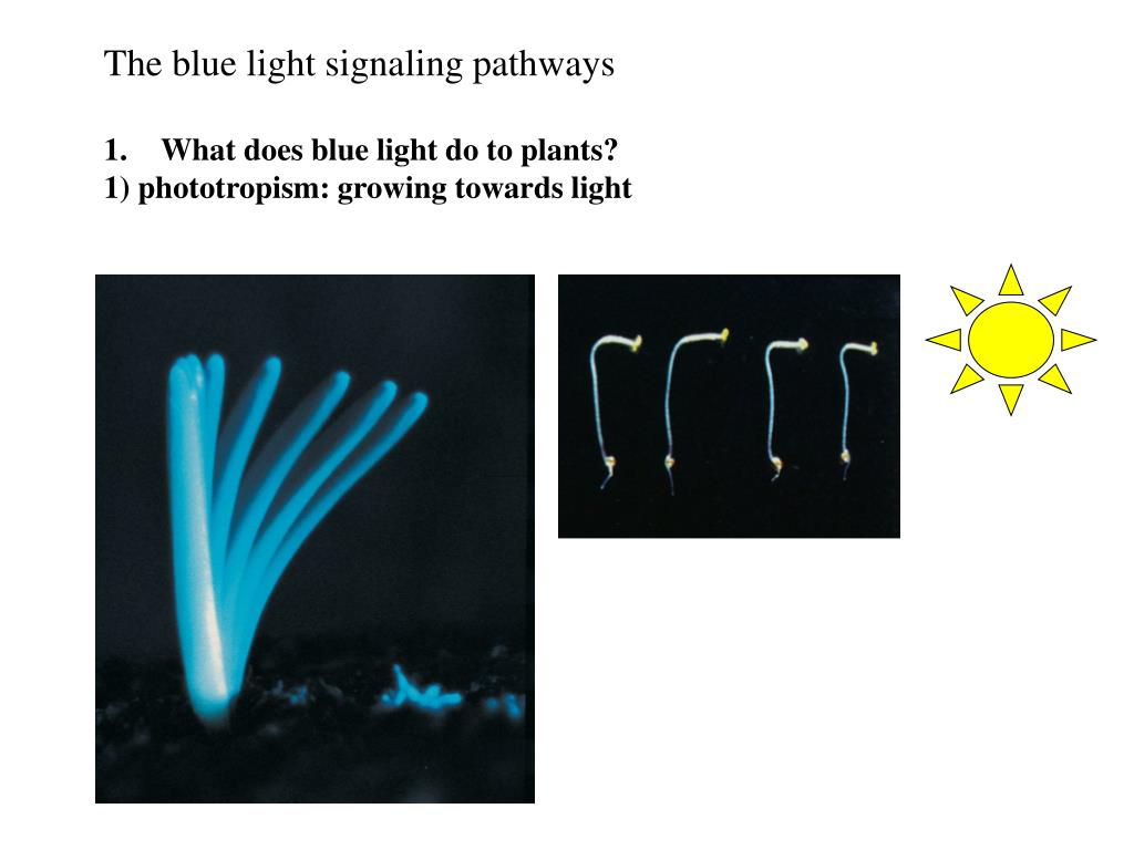 PPT - The blue light signaling pathways What does blue light do to ...
