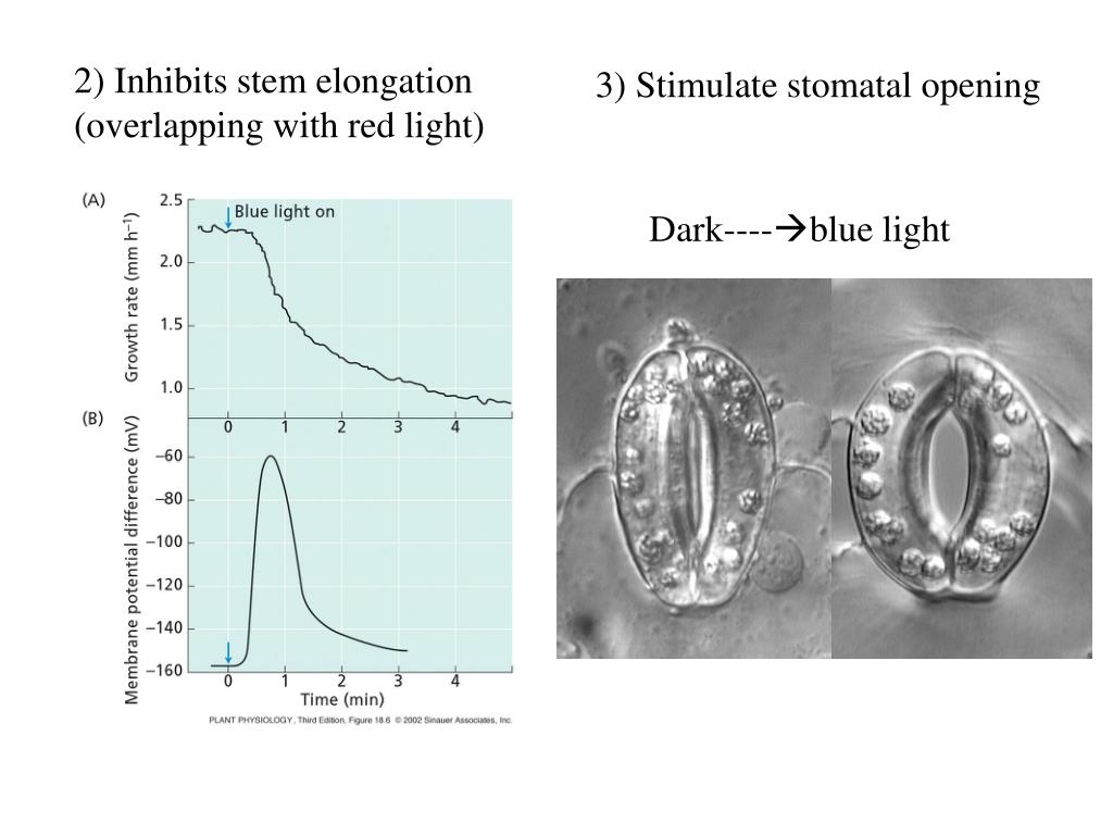 PPT - The blue light signaling pathways What does blue light do to ...