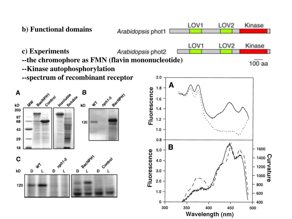 PPT - The blue light signaling pathways What does blue light do to ...