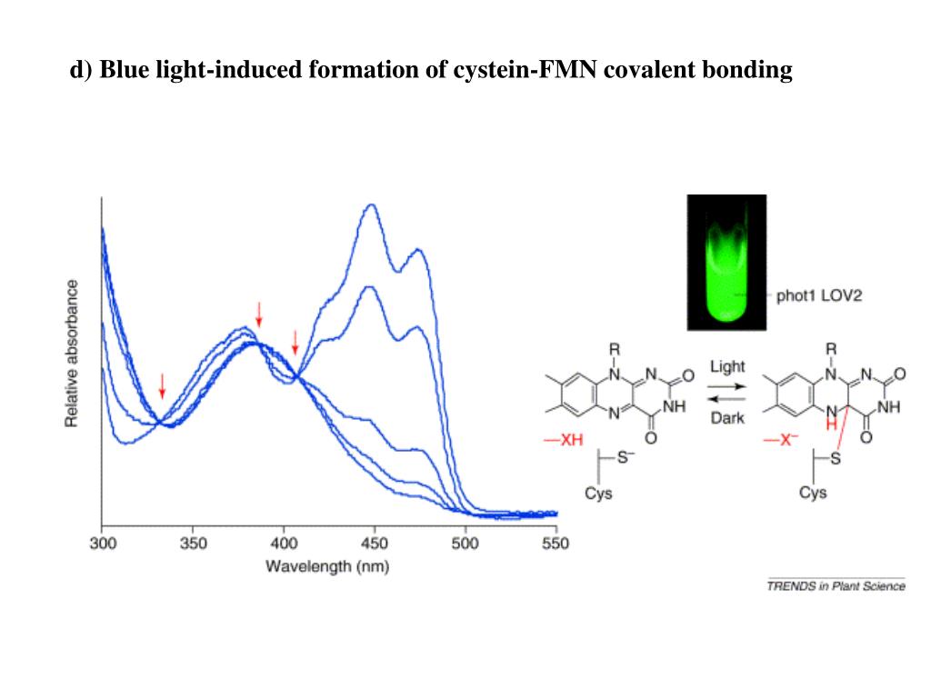 PPT - The blue light signaling pathways What does blue light do to ...