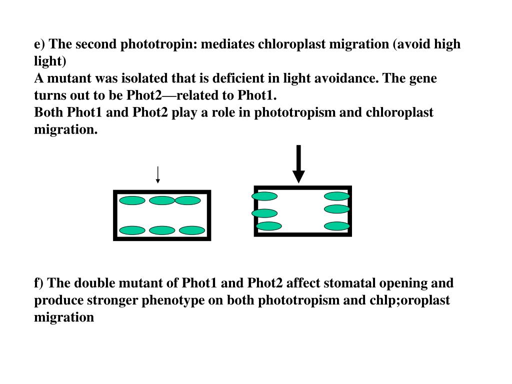 PPT - The blue light signaling pathways What does blue light do to ...
