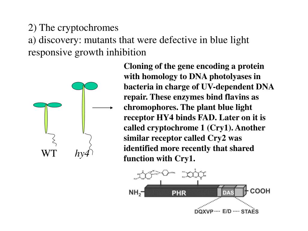 PPT - The blue light signaling pathways What does blue light do to ...