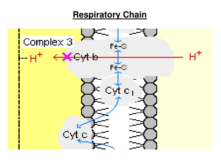 PPT - ط Electron Transport chain, structure and Organization PowerPoint ...