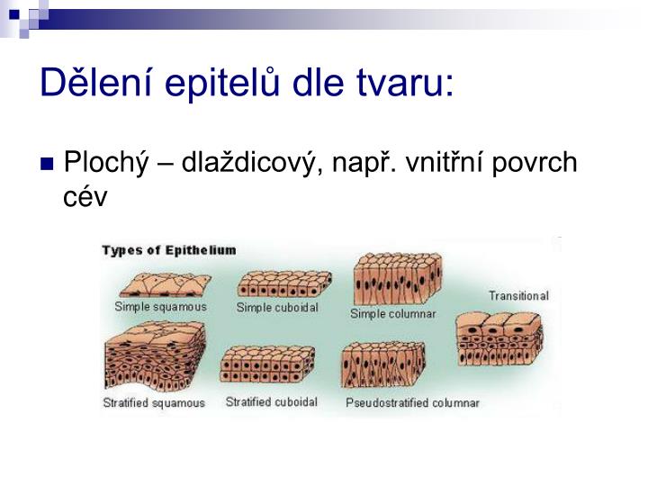 PPT - Stavební a funkční hierarchie tkání. Pojem a definice tkání. Typy ...