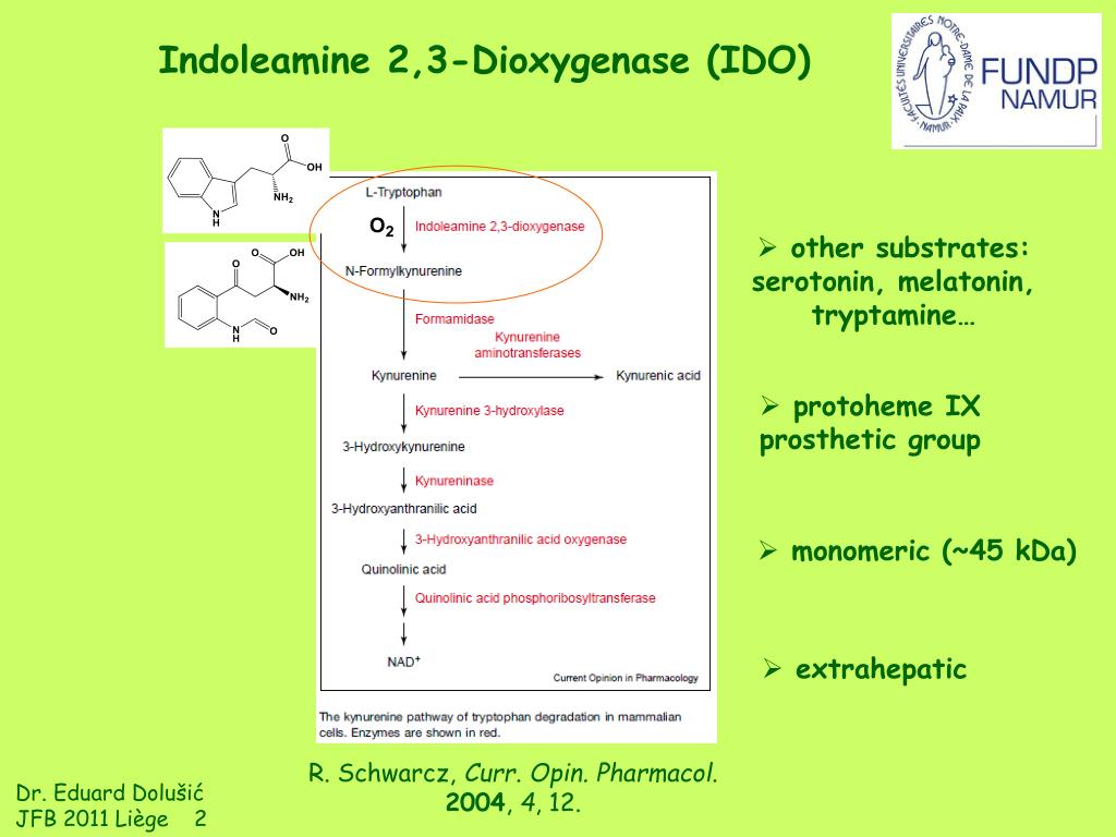 PPT - Indoleamine 2,3-Dioxygenase Inhibitory Activity of Derivatives of ...