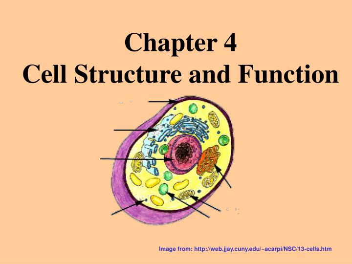 PPT - Chapter 4 Cell Structure and Function PowerPoint Presentation ...