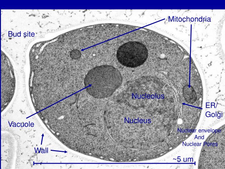 PPT - Saccharomyces cerevisiae Budding Yeast PowerPoint Presentation ...