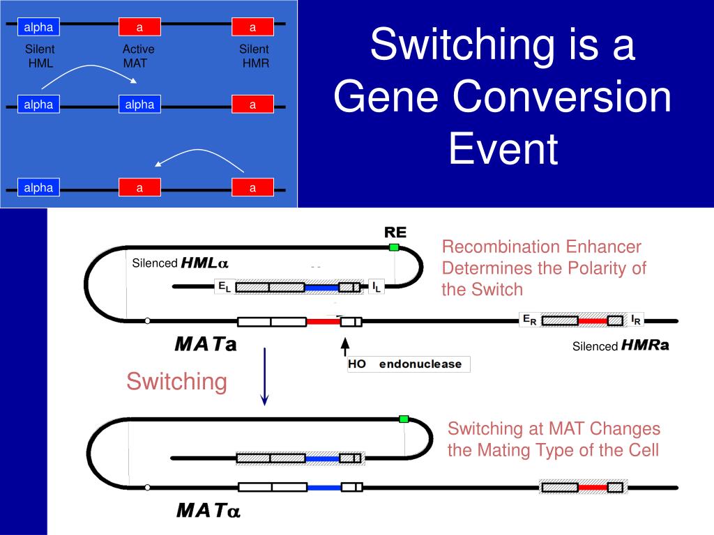 Ppt Saccharomyces Cerevisiae Budding Yeast Powerpoint Presentation Free Download Id3325444