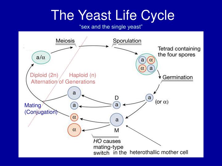 Ppt Saccharomyces Cerevisiae Budding Yeast Powerpoint Presentation Id3325444