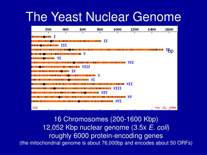 PPT - Saccharomyces cerevisiae Budding Yeast PowerPoint Presentation ...
