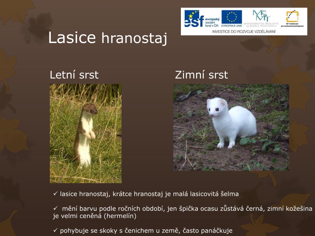 PPT - Živočichové našich polí PowerPoint Presentation, free download ...