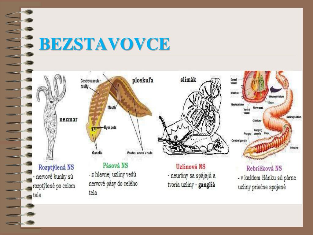 PPT - Regulácia živočíchov PowerPoint Presentation, free download - ID ...