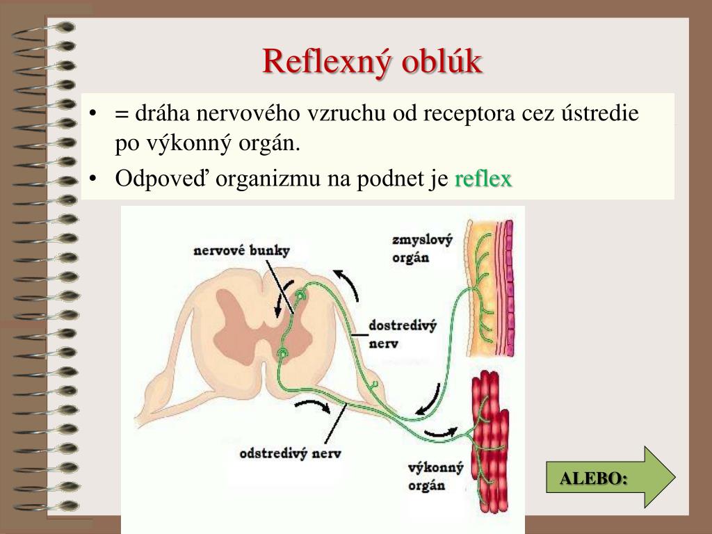 PPT - Regulácia živočíchov PowerPoint Presentation, free download - ID ...
