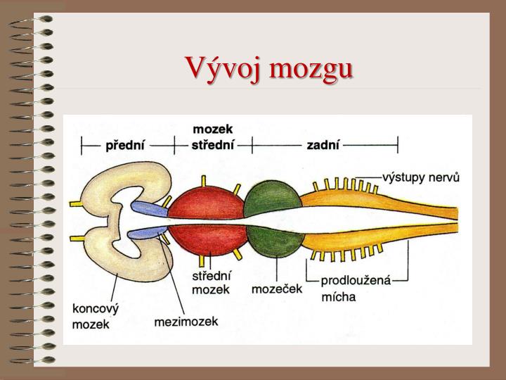 PPT - Regulácia živočíchov PowerPoint Presentation - ID:3326890
