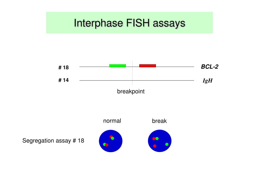 PPT - Folliculair non-Hodgkin Lymfoom Blok oncologie, April 2012 ...