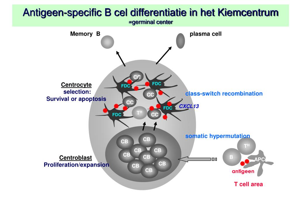PPT - Folliculair non-Hodgkin Lymfoom Blok oncologie, April 2012 ...