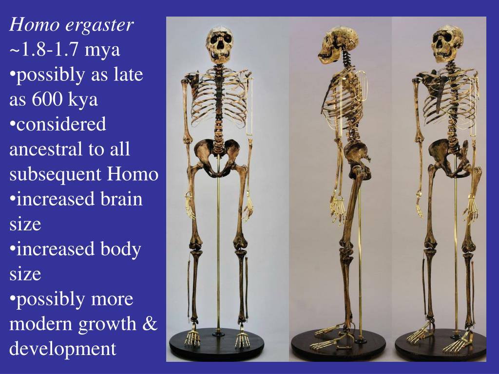 PPT - Homo ergaster WT 15000 Nariokotome, Kenya 1.6 mya PowerPoint ...