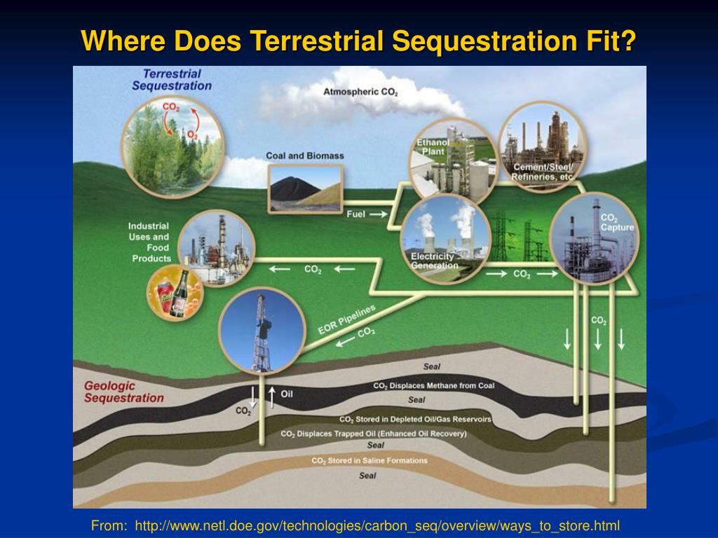 PPT - Terrestrial Carbon Sequestration PowerPoint Presentation, free ... PPT - Terrestrial Carbon Sequestration PowerPoint Presentation, free ...