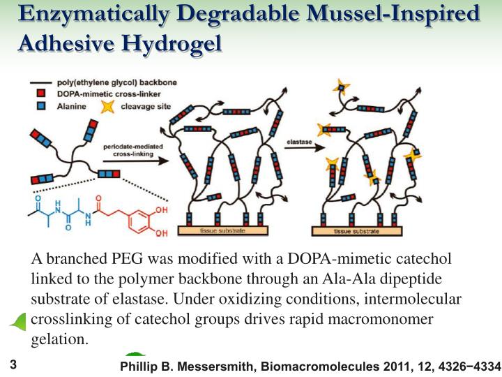 PPT - Preparation of catechol-containing polymers and their ...