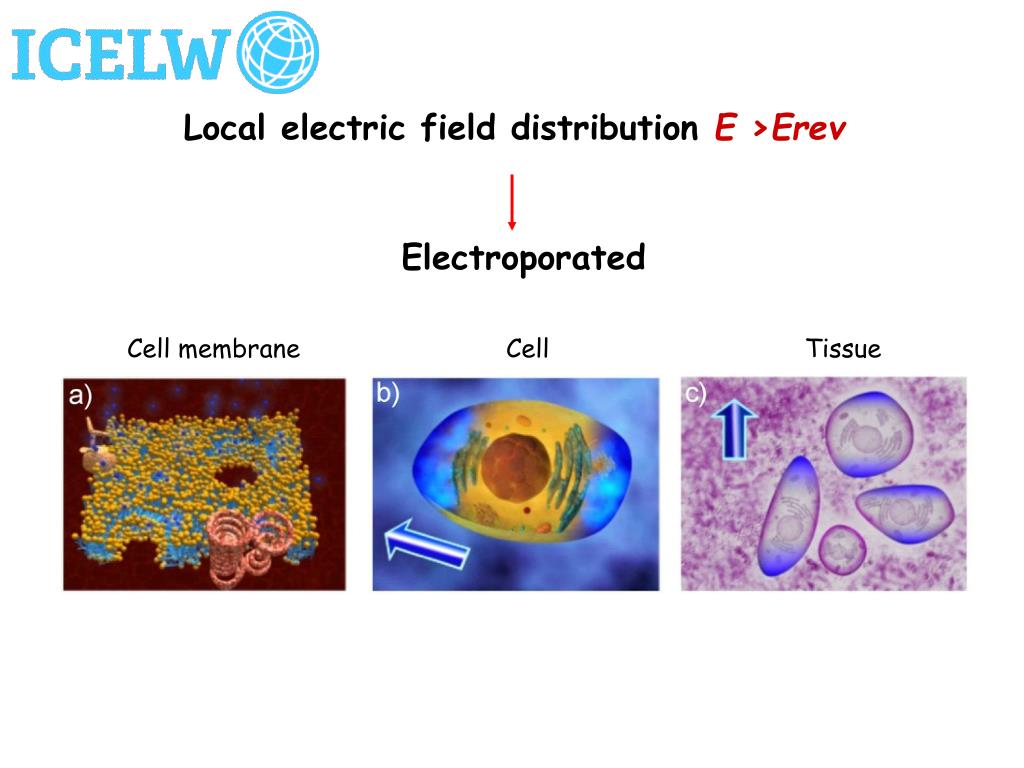 PPT - University of Ljubljana, Faculty of Electrical Engineering ...