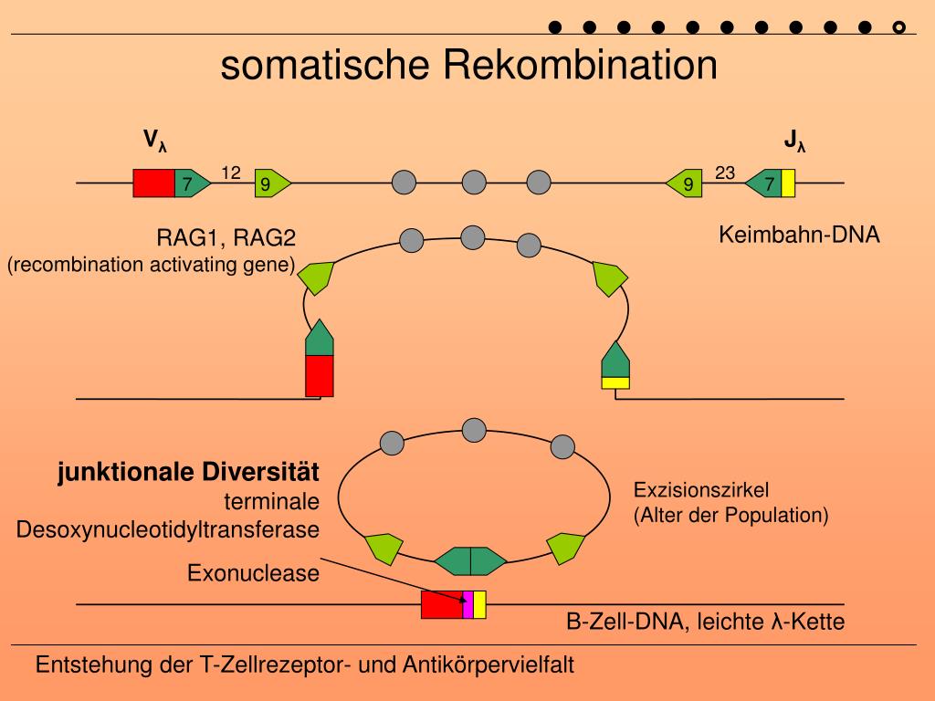 PPT - Entstehung der T-Zellrezeptor- und Antikörpervielfalt PowerPoint ...
