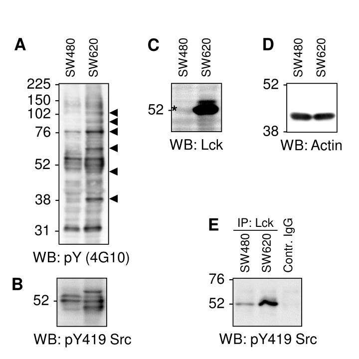 PPT - IP: Lck PowerPoint Presentation, free download - ID:3328933
