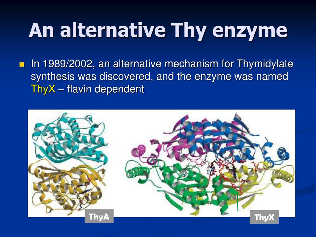 PPT - On the evolution of thymidine synthesis: lateral gene transfer ...