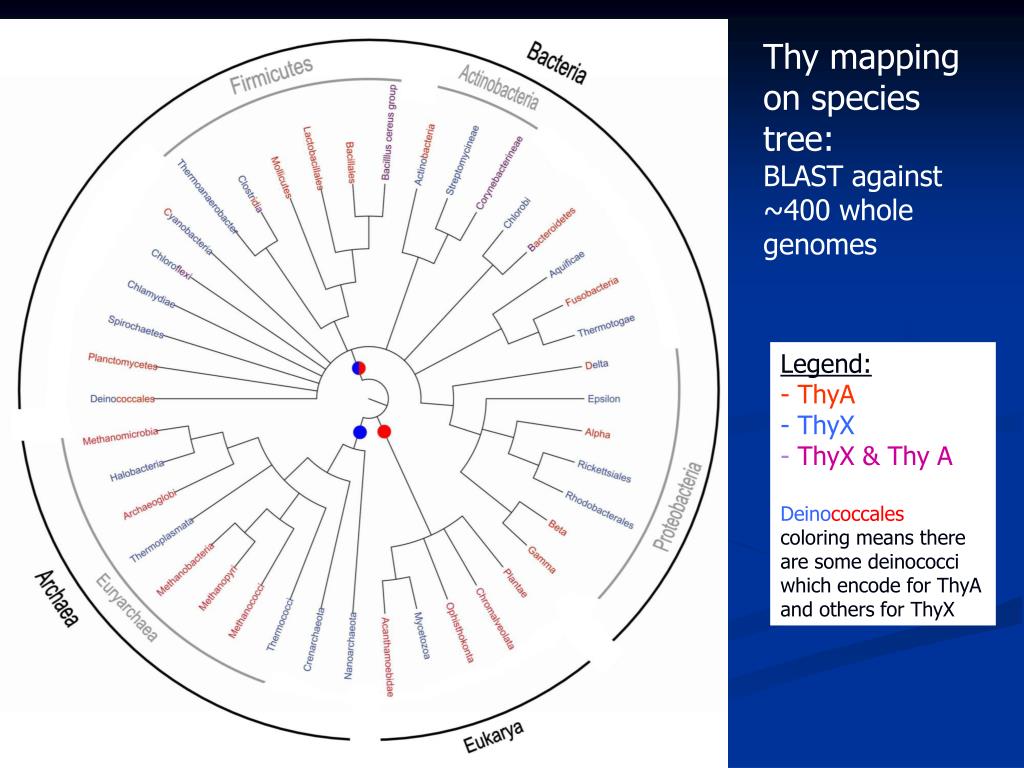 PPT - On the evolution of thymidine synthesis: lateral gene transfer ...