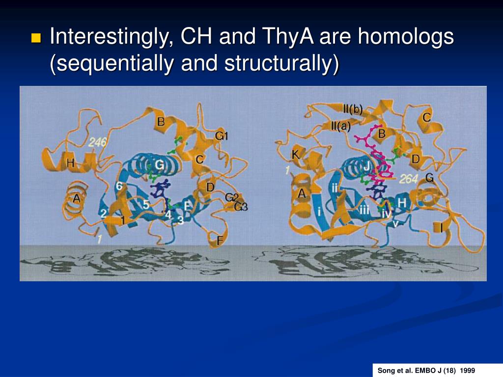 PPT - On the evolution of thymidine synthesis: lateral gene transfer ...