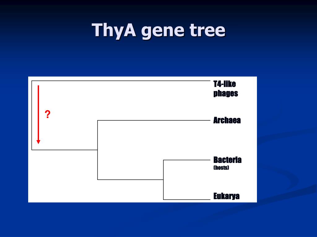 PPT - On the evolution of thymidine synthesis: lateral gene transfer ...