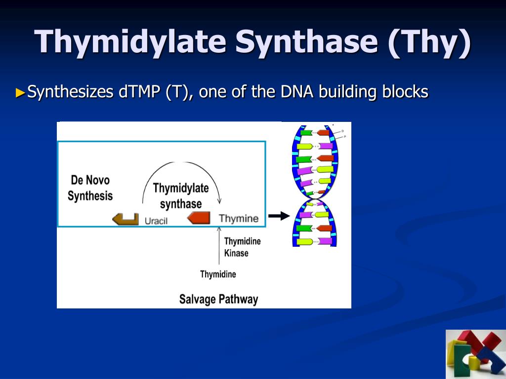 PPT - On the evolution of thymidine synthesis: lateral gene transfer ...