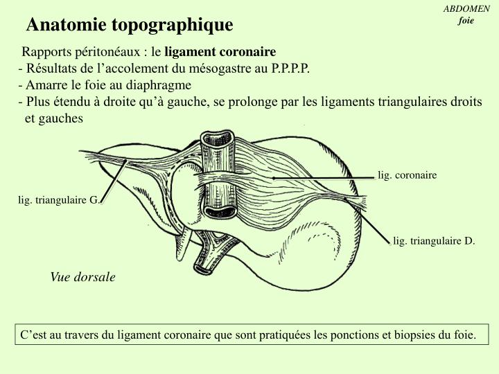 PPT - ABDOMEN foie PowerPoint Presentation - ID:3329478