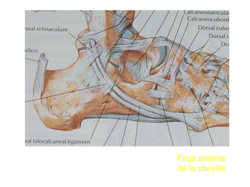 PPT - ENTORSE DU LLE DE LA CHEVILLE PowerPoint Presentation, free ...